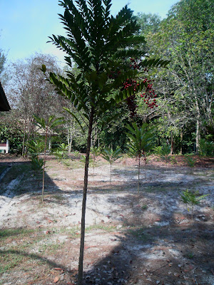 My Sarawak (2nd Ed.): A Tree of Power- the Tongkat Ali