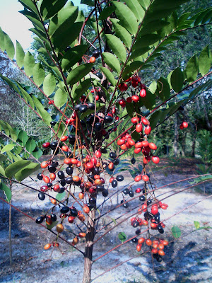 All The Plants (2nd Ed.): Eurycoma longifolia ( Tongkat Ali)