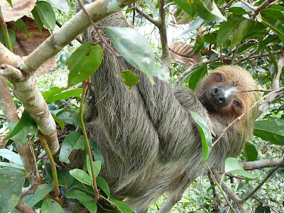 Preciosa PeruSouth America