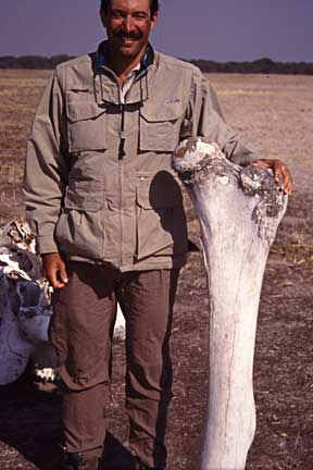 Authorsoundsbetterthanwriter: Big Boned