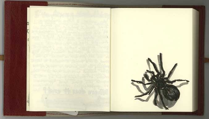 In My Spare Time Spider Bitecellulitisshingles