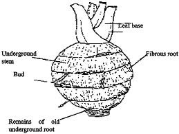 Asexual Reproduction in Plants