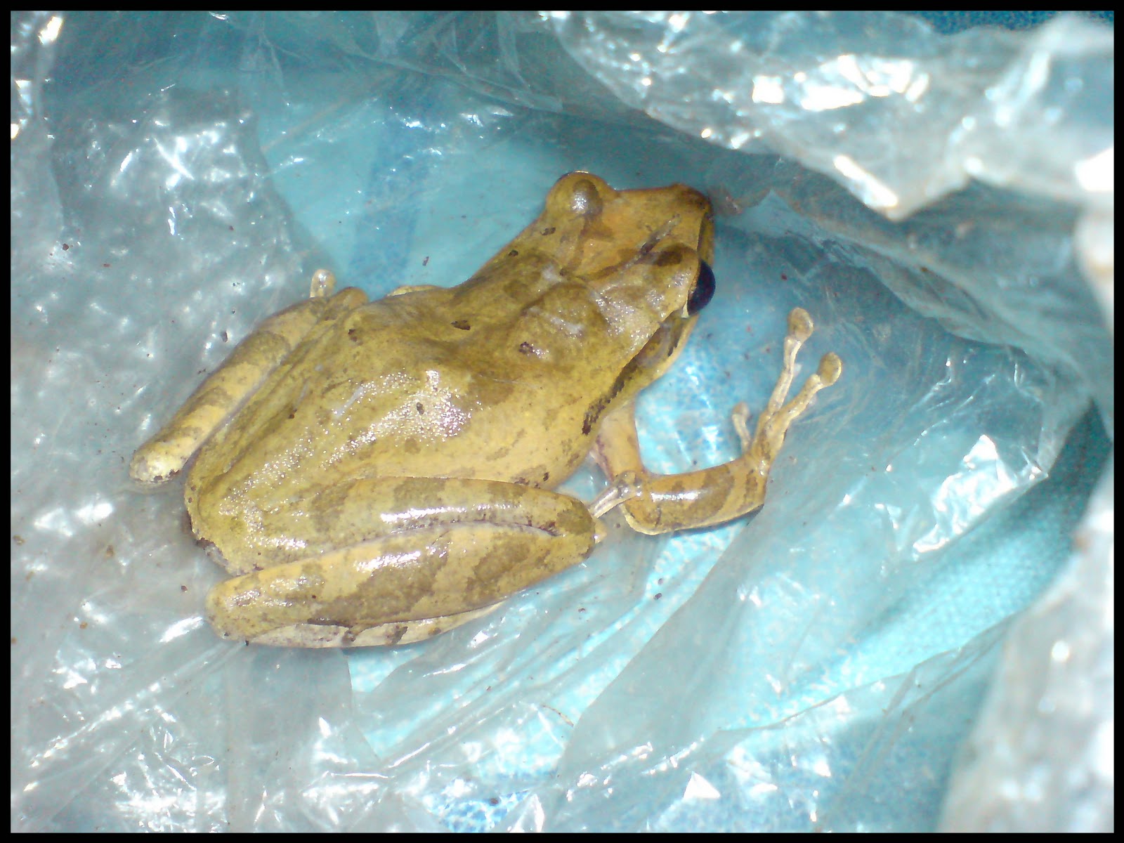 SUTRISNO: Katak Kecil di Kamar Mandi