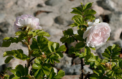 Pargiroos "Ritausma"