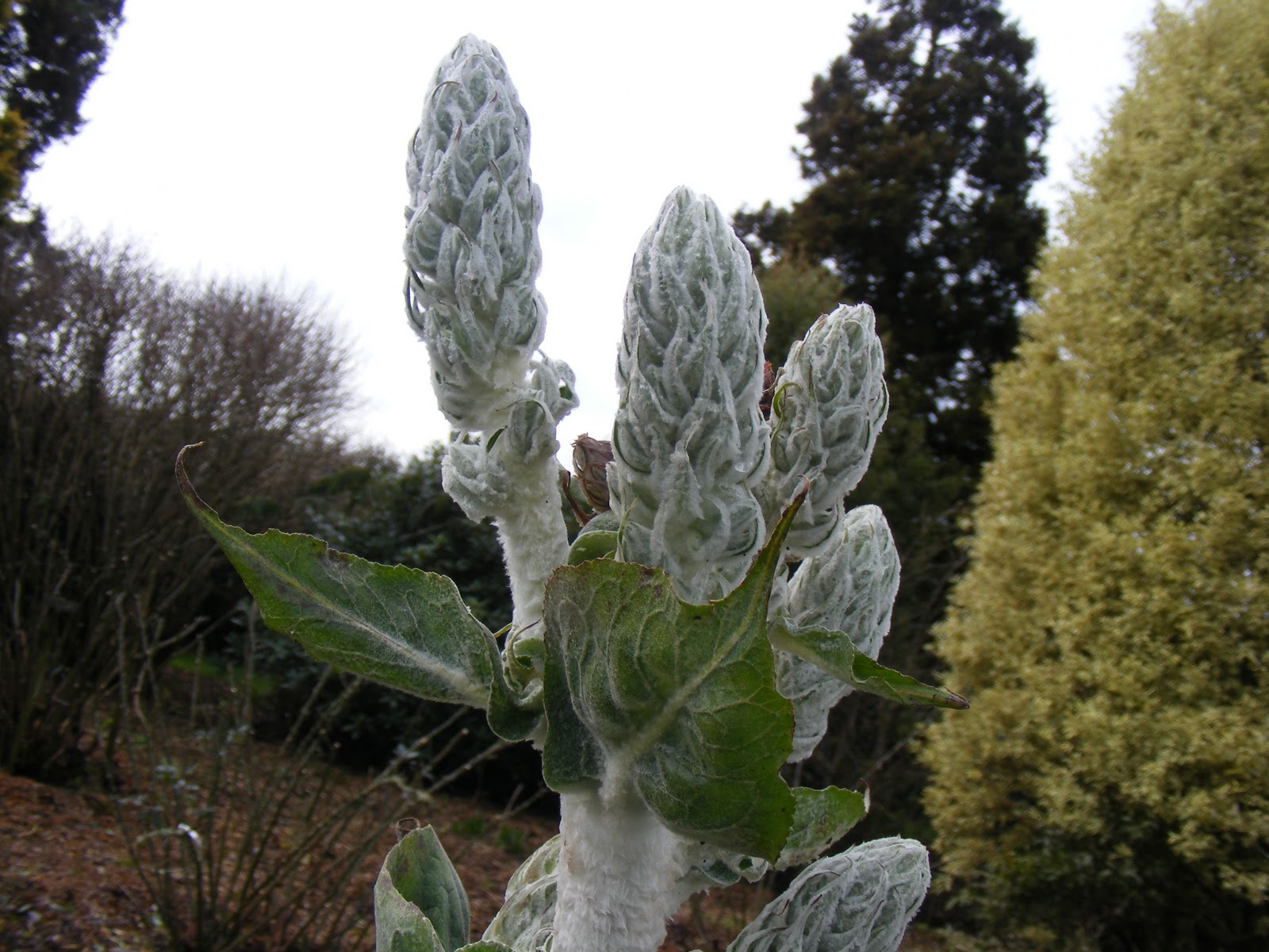 photographing New Zealand: Strange things at Hollard's Gardens