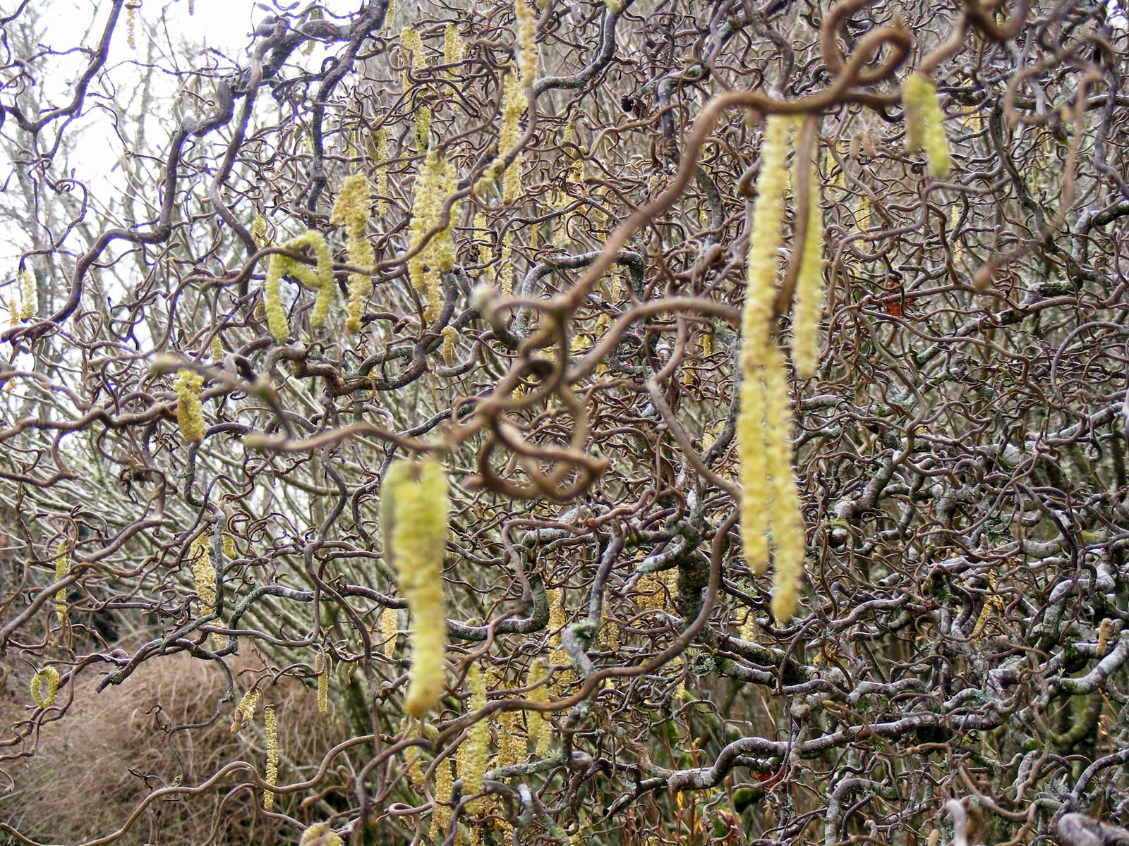 photographing New Zealand: Strange things at Hollard's Gardens