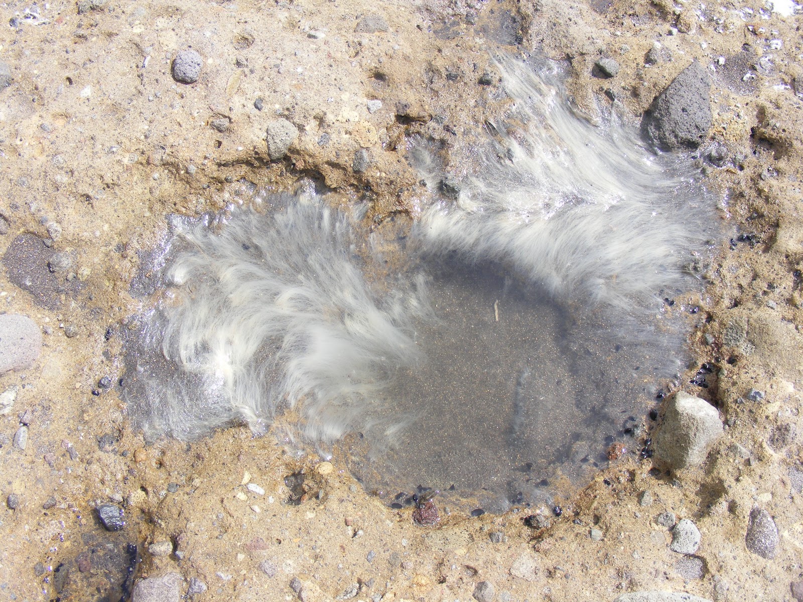 photographing New Zealand: White algae at Back Beach