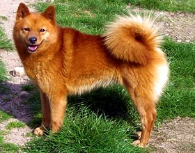 Guia de Raças: Spitz Finlandês