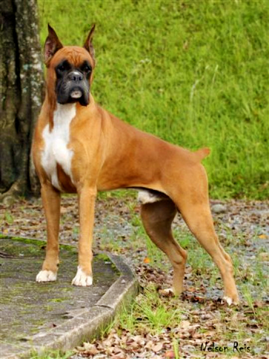 Canil Lord Manske - Canil de Boxer | cachorroidealoficial
