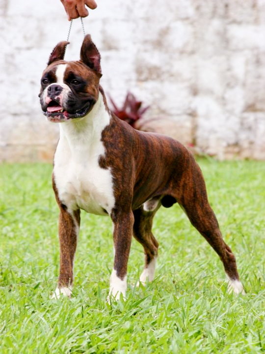 Canil Lord Manske - Canil de Boxer | cachorroidealoficial