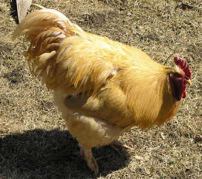 Art of Proprietation: Big Chicken