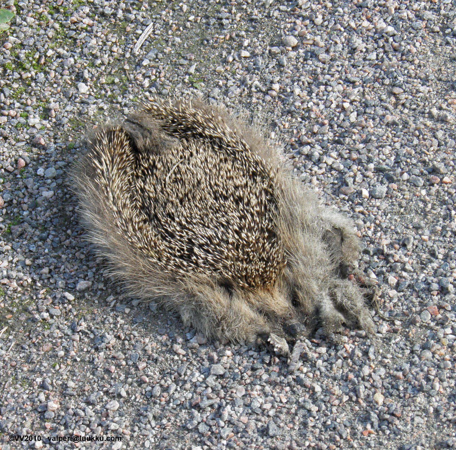 ajatusromua: kiroileva siili