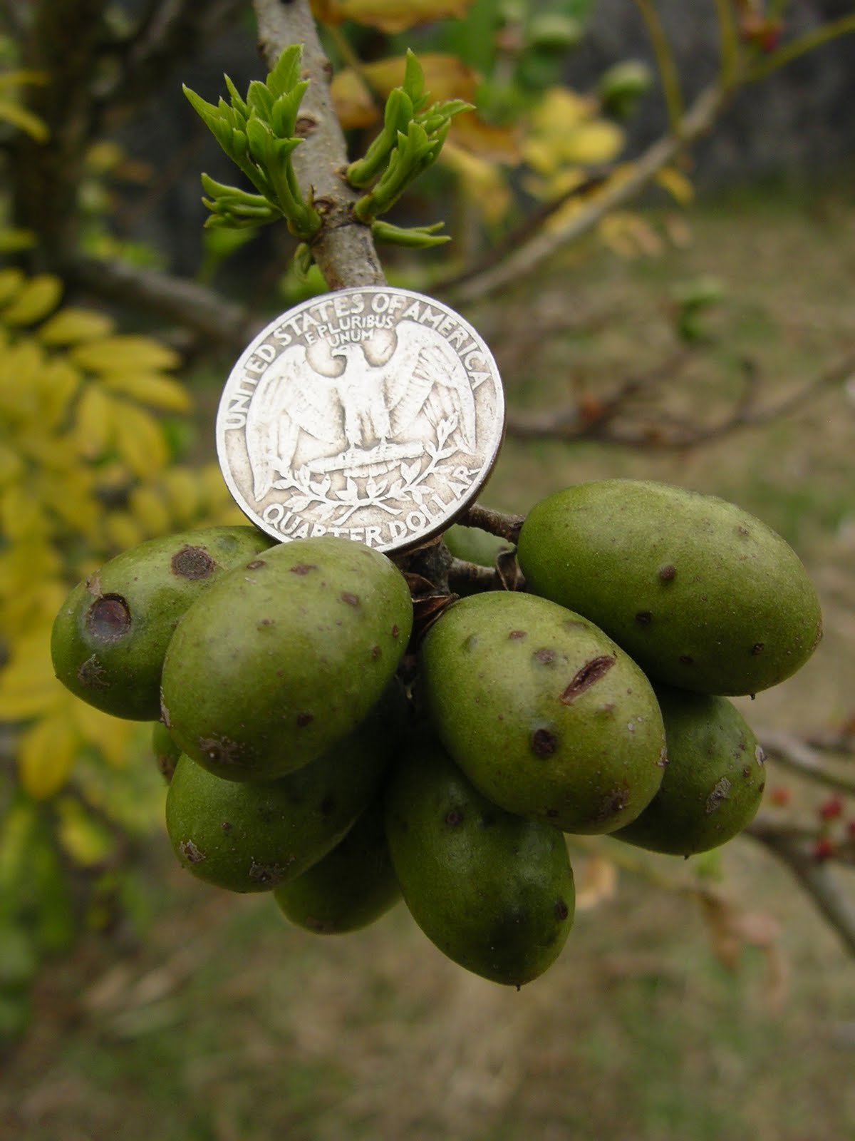 The Adventures of the Tober-Zambrano Family: Gardening in Ecuador