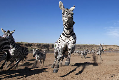 Hunting Shots by Anup Shah - Wallpapers collection