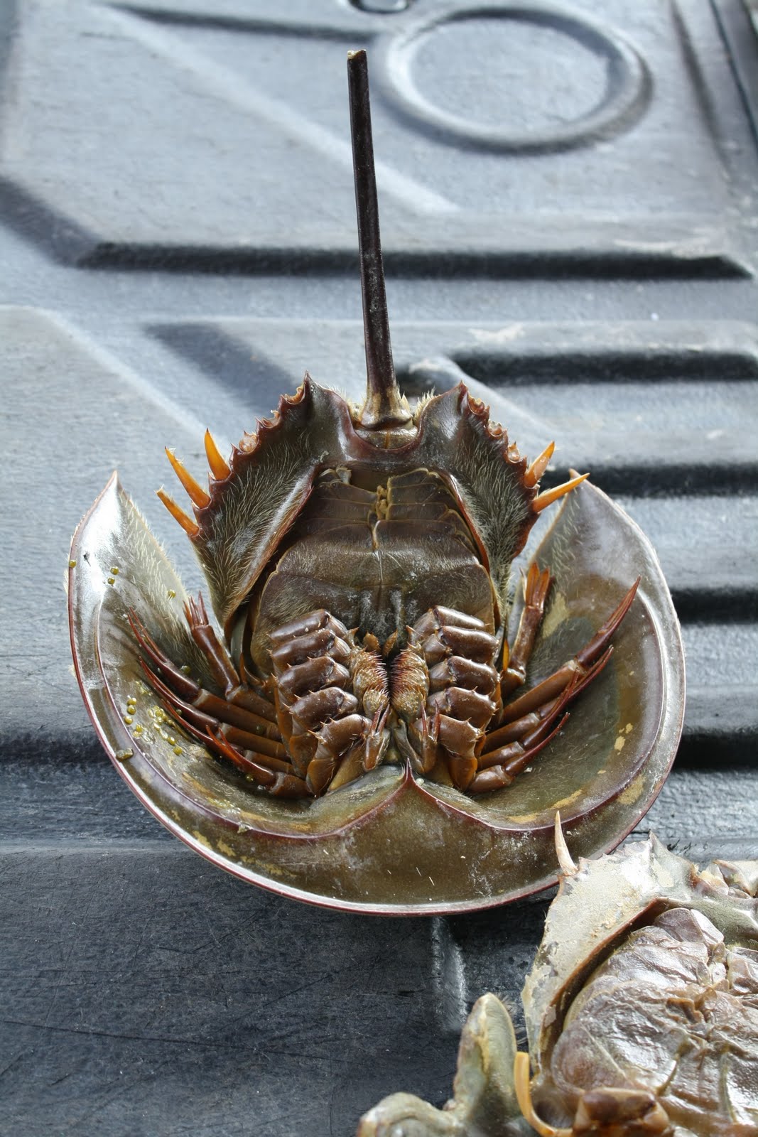 Orang Tasek: Macam Belangkas........