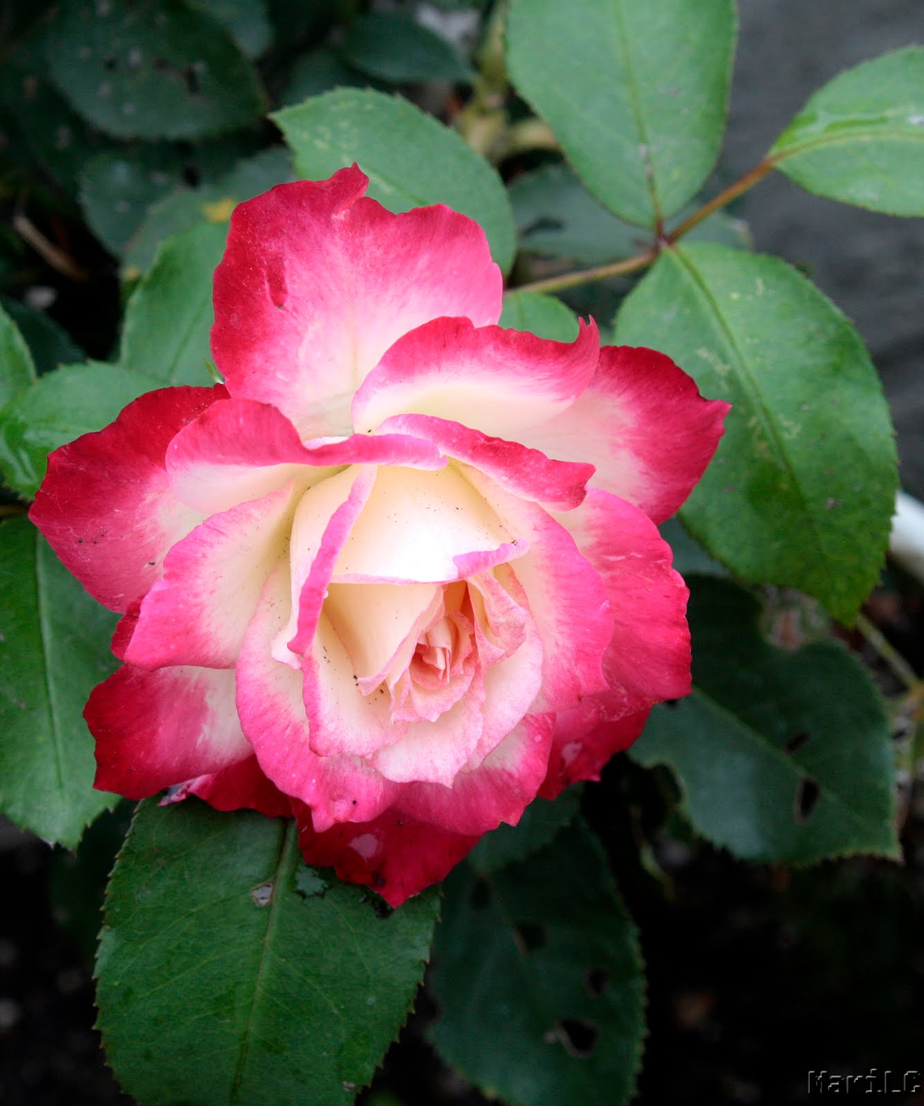 Mode de Nouveau: Fuschia and White Rose