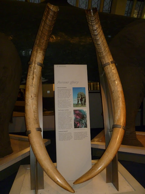 The Biggest Known Elephant Tusks |The Suburban Bushwacker: From Fat Boy ...