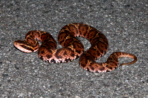 Japanhandlin: Mamushi encounter (蝮を見ました）