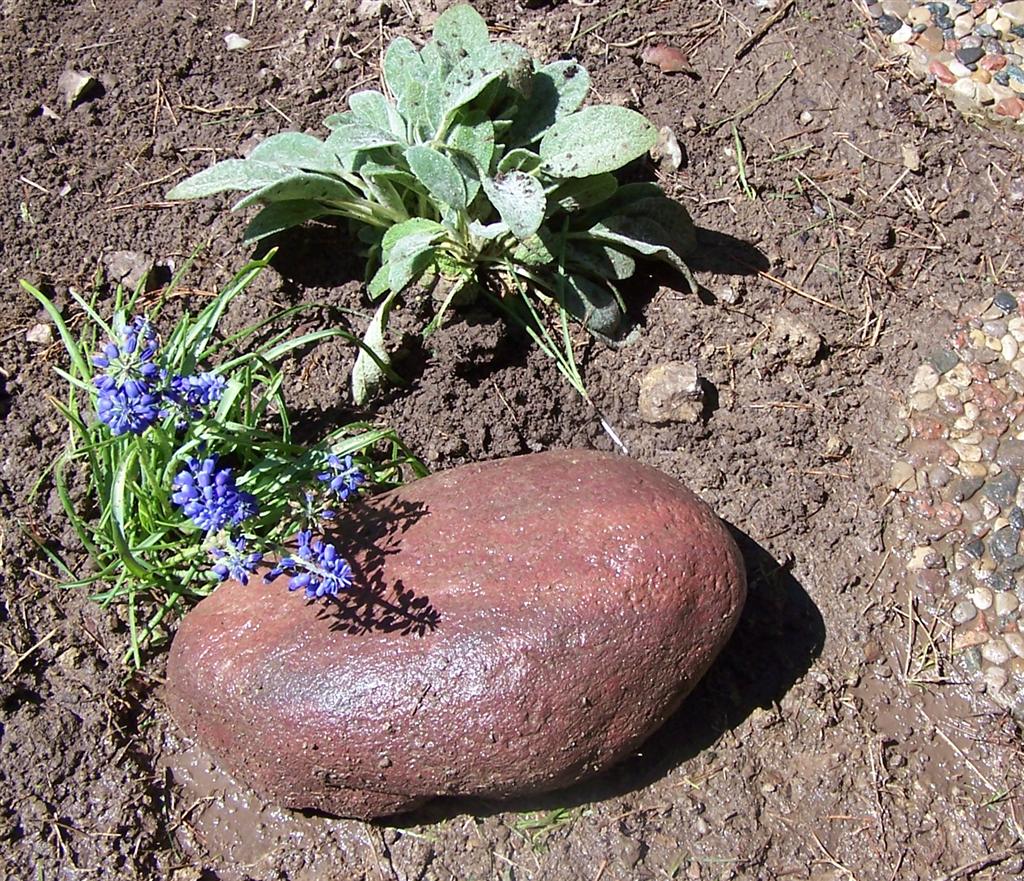 Perennial Passion: I Got a Lot Done in the Garden this Weekend