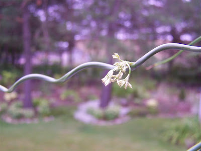 Perennial Passion: Did you Know that Curly Grass blooms? and A Poppy in ...
