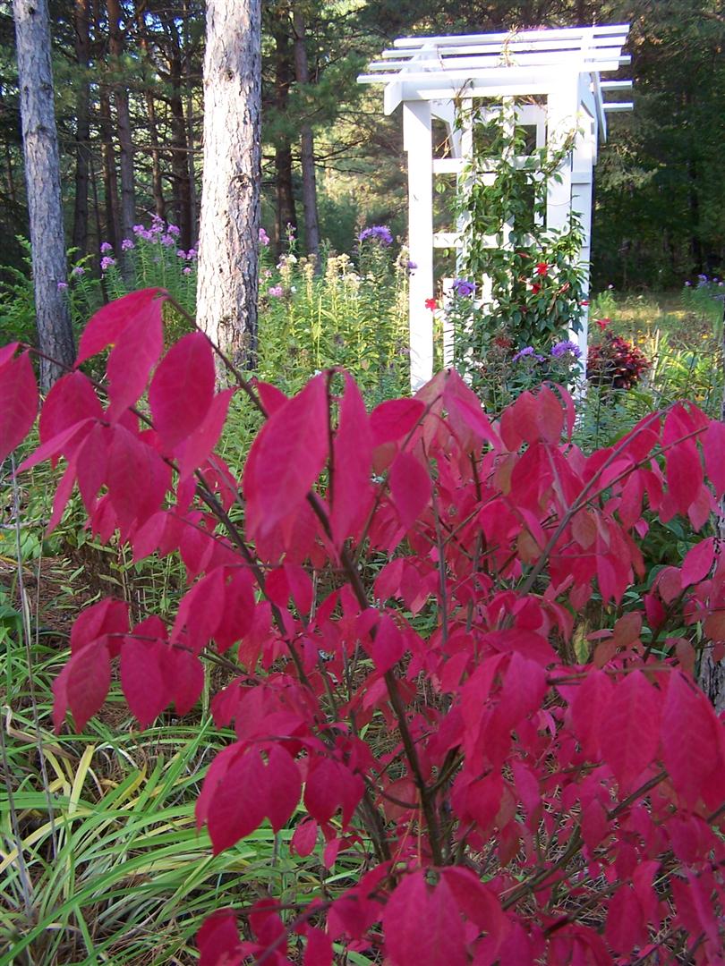 Perennial Passion: Burning Bushes for the First Day of Fall