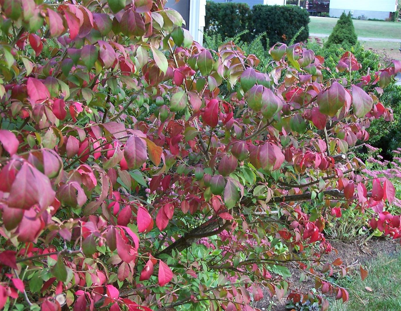 Perennial Passion: Burning Bushes for the First Day of Fall