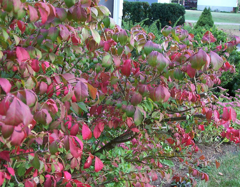 Perennial Passion: Burning Bushes for the First Day of Fall