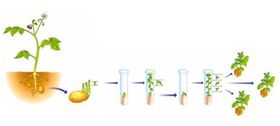 Viver o Mundo: Produção de plantas por cultura in vitro