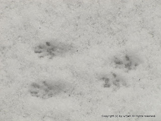 Sightings: Eastern Chipmunk, Tracks, Burrow