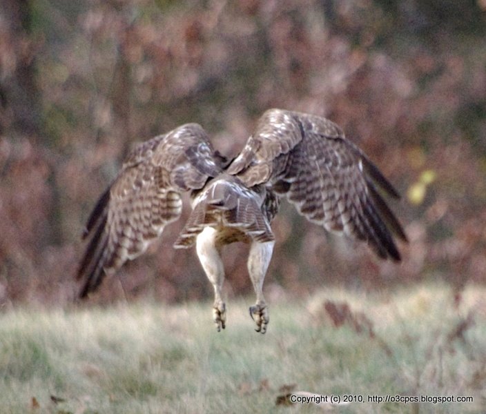 Sightings: Red-tailed Hawk Hunting Prey, ***, 11/19/10, Broadmoor
