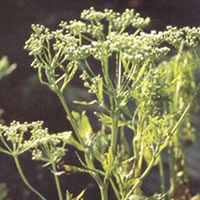 COMERCIAL FLOR DE ANIS: TIPOS DE ANÍS EN CURAHUASI