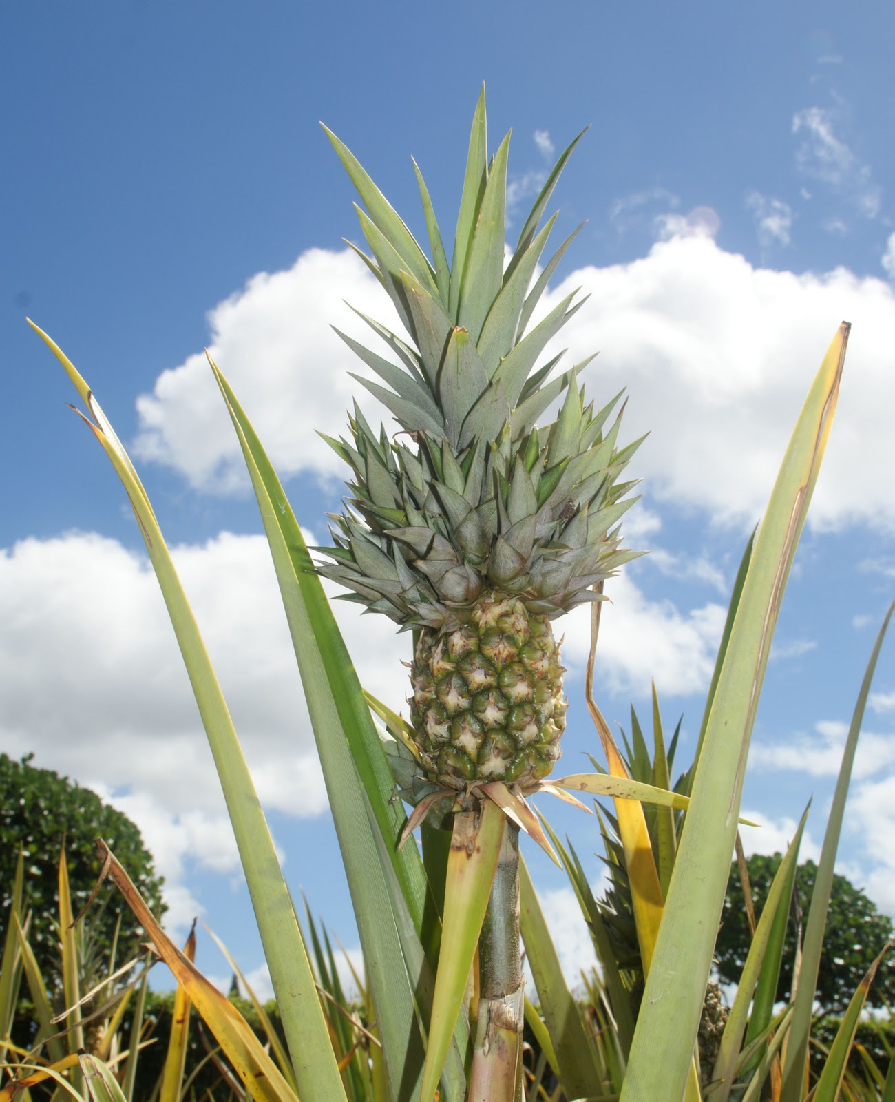 TERAPII ALTERNATIVE SI TRATAMENTE NATURISTE: ANANASUL, CONTRA CELULITEI ...