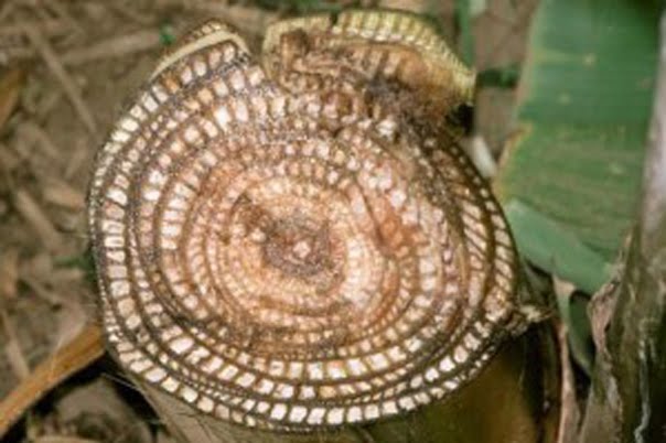 PANITIA BIOLOGI SMKASR: Annual Ring / Gelang Tahunan