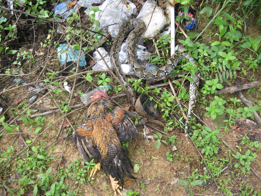 adab|belajar|cucur: ular sawa boleh memanjat macam kera: fakta yang ...