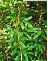 Everything About Wood: ANYAMAN RIBU RIBU