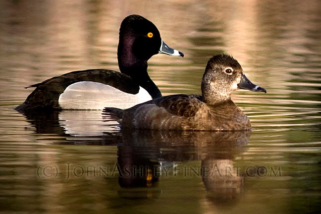 Wild and Free Montana: The Quiet Ring-necked Duck