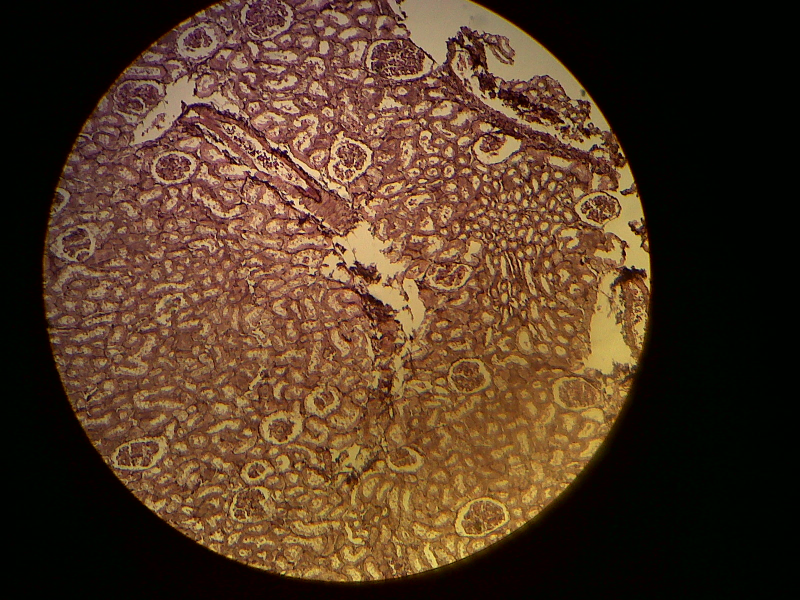 LABORATORIO DE HISTOLOGIA: Tejido Epitelial