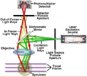 LABORATORIO DE HISTOLOGIA: Microscopia Optica