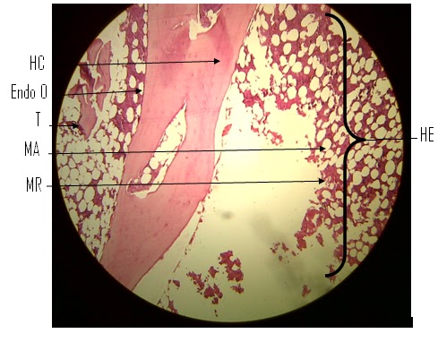 LABORATORIO DE HISTOLOGIA: Tejido Oseo