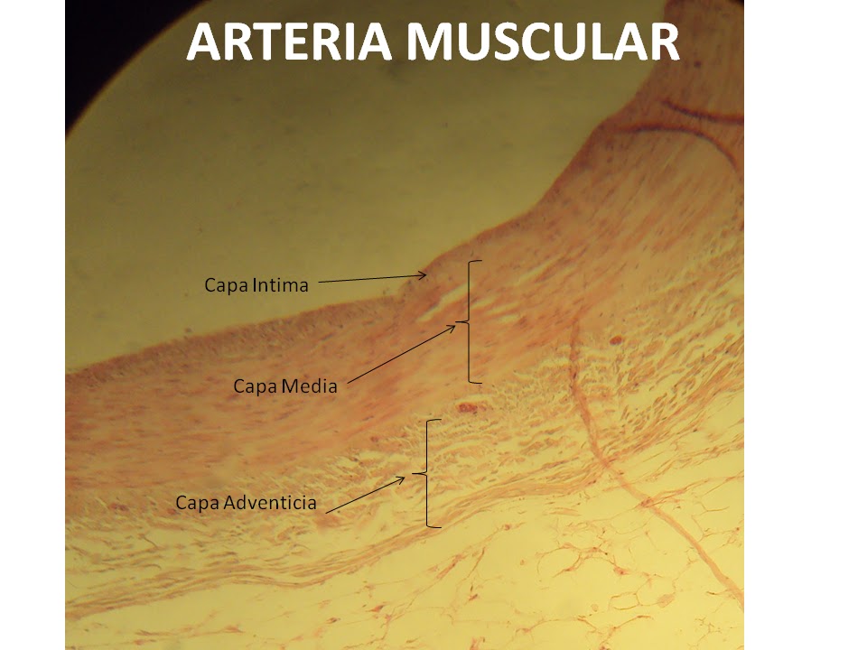 LABORATORIO DE HISTOLOGIA: Sistema Circulatorio