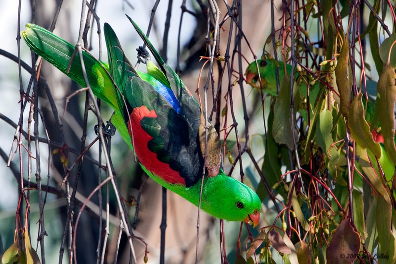Burung Paruh Bengkok