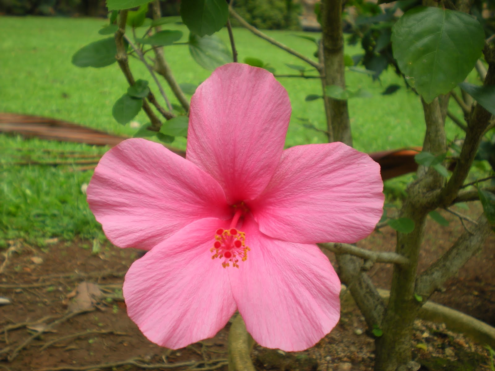 Hati Berdetik dan Berbisik: Sejenak Di Kebun Pak Kholil