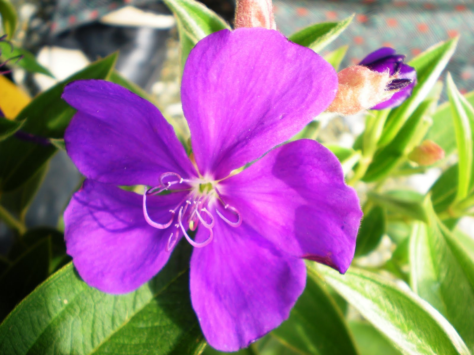 Hati Berdetik dan Berbisik: Pokok Senduduk