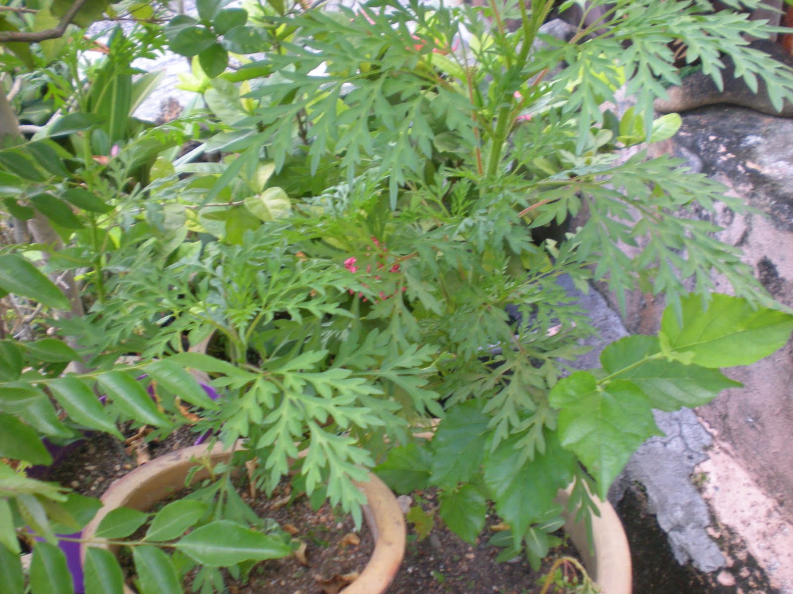 Hati Berdetik dan Berbisik: Pokok Ulam Raja