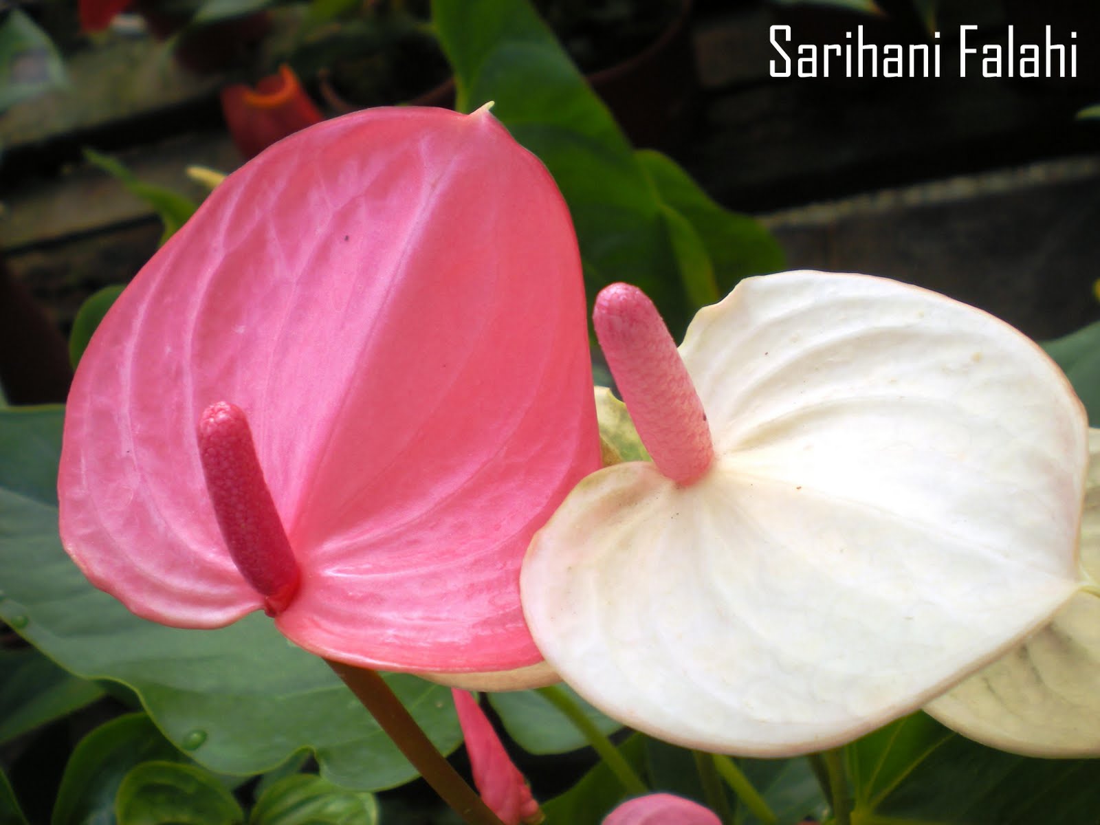 15+ Paling Keren Gambar Bunga Anthurium