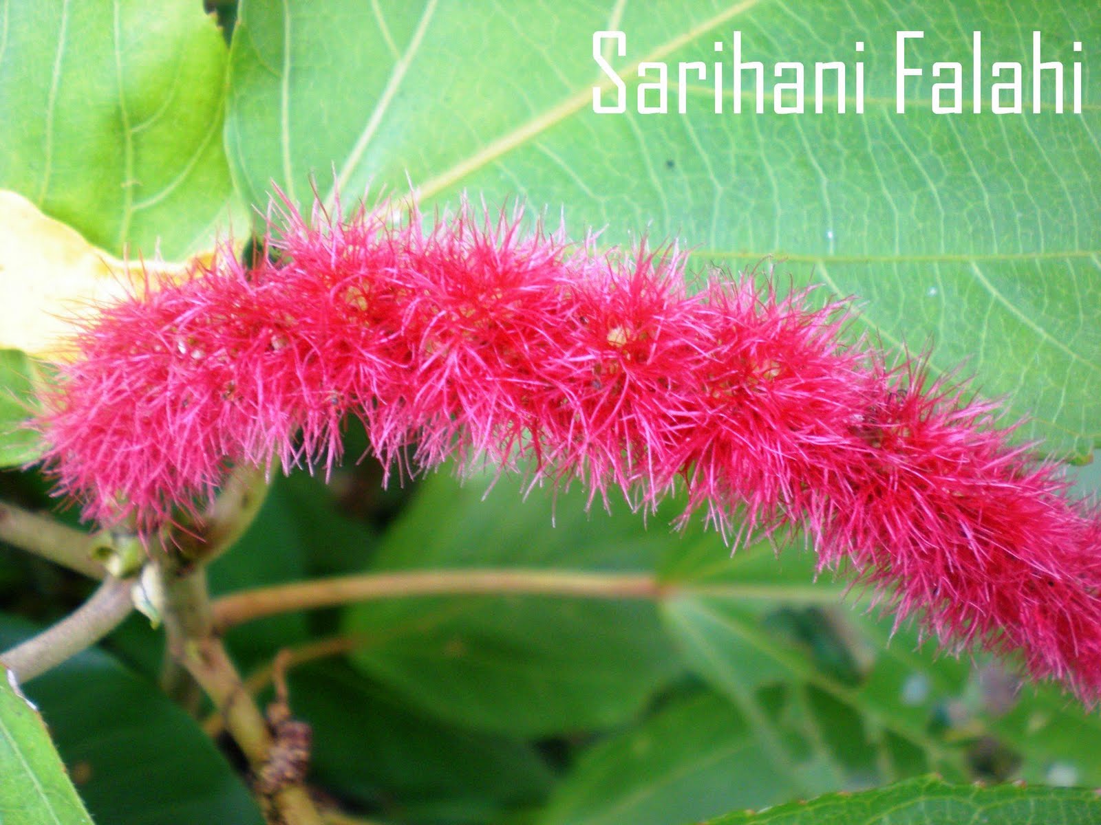 Hati Berdetik dan Berbisik: Pokok Ekor Kucing