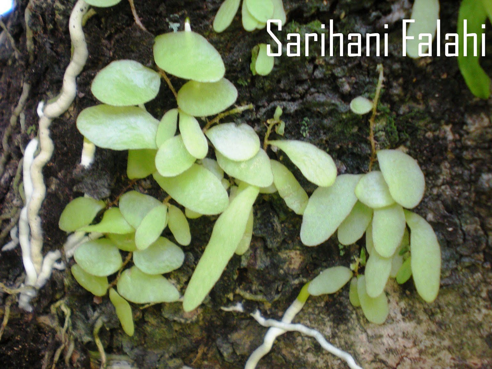 Hati Berdetik dan Berbisik: Pokok Duit-duit