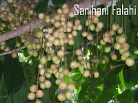 Hati Berdetik dan Berbisik: Pokok Rambai Cik Normah