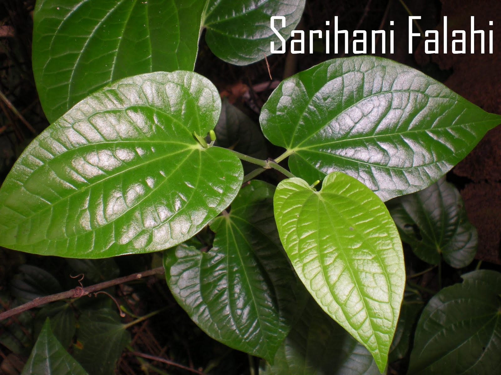 Hati Berdetik dan Berbisik: Pokok Kaduk