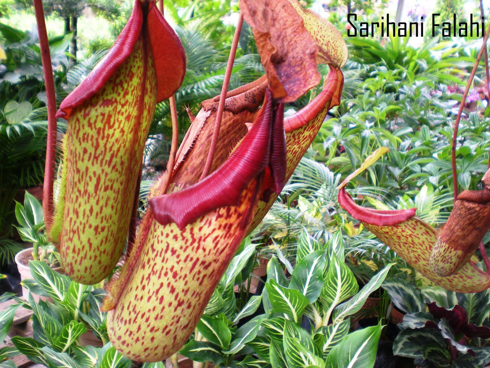 Hati Berdetik dan Berbisik: Nepenthes Periuk Kera